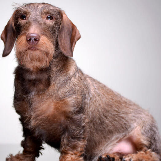 Two colour wire-haired dachshund sitting and looking at camera.