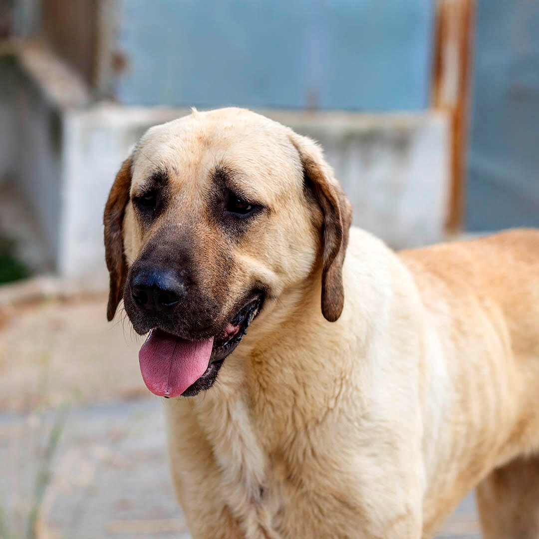 Turkish Kangal Dog Breed Information | Purina