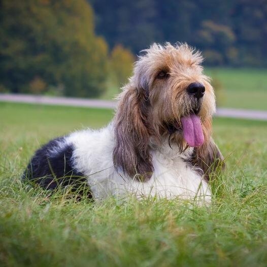 Basset Griffon Vendeen (Grand) Dog Breed | Purina