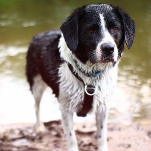 Borador Dog Breed Information | Purina UK