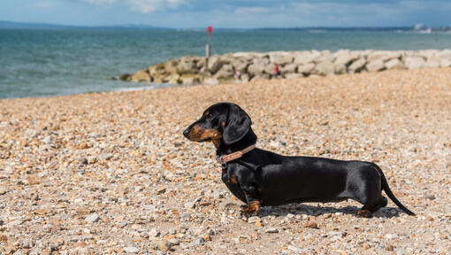 Dachshund (Miniature Smooth Haired) Dog Breed | Purina UK