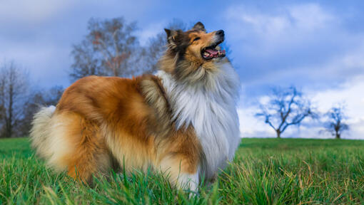 Collie (Rough) Dog Breed Information | Purina UK
