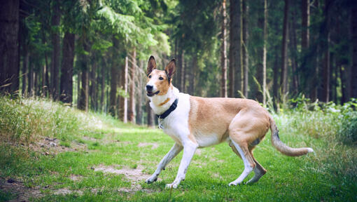 Collie (Smooth) Dog Breed Information | Purina UK