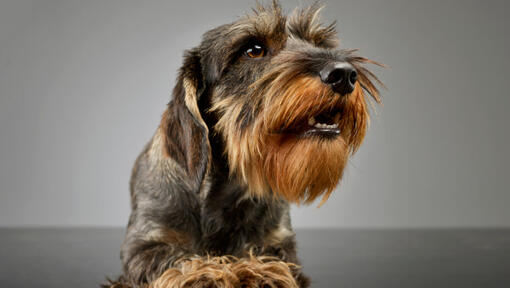 Dachshund (Wire Haired) Dog Breed Information | Purina