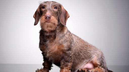 Dachshund (Wire Haired) Dog Breed Information | Purina UK