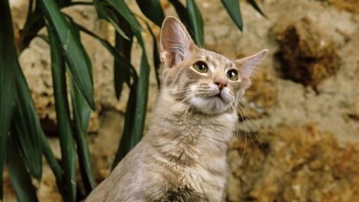 Oriental Long Hair Cat Breed Information | Purina