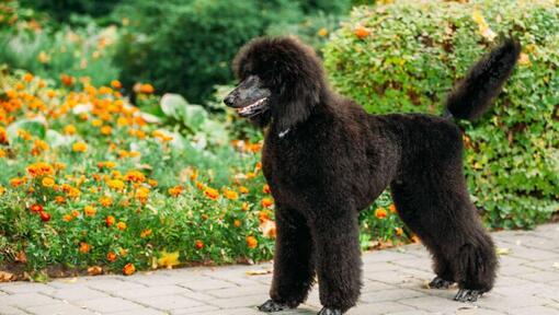 Poodle Standard Dog Breed Information | Purina UK