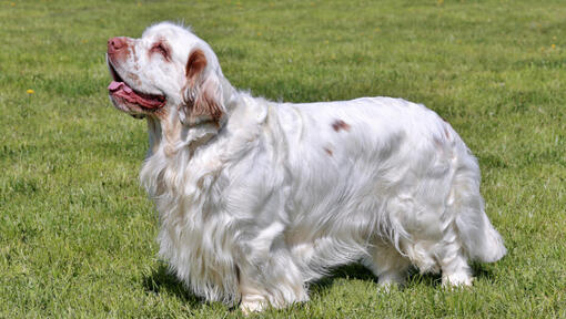 Clumber Spaniel Dog Breed Information | Purina