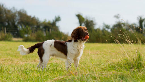 English Springer Spaniel Dog Breed Information | Purina