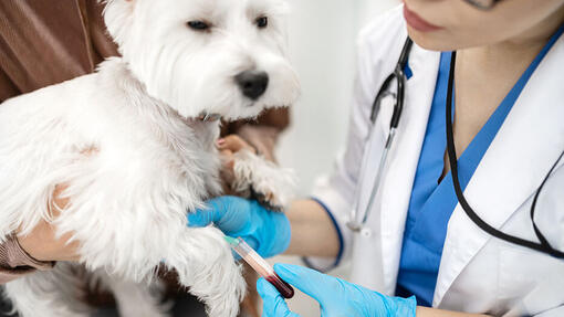 Addison's Disease in Dogs: Symptoms & Treatment | Purina UK