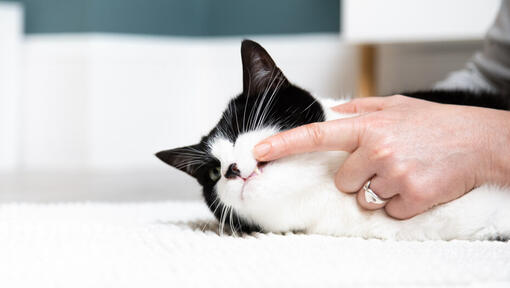 Why Do Cats Dribble? Reasons Behind the Behaviour | Purina UK