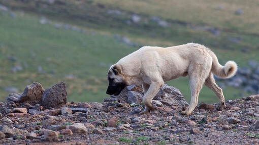 Turkish Kangal Dog Breed Information | Purina