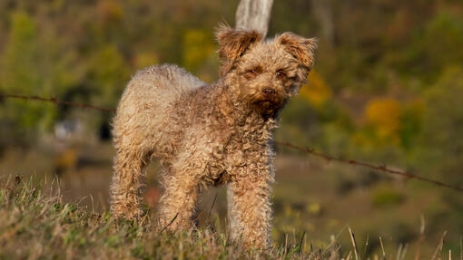 Hungarian Pumi standing in the grass