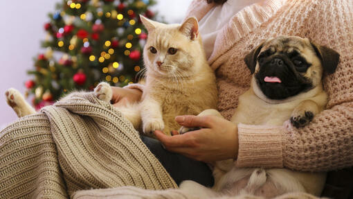 17 Dogs That Are Good with Cats & Amazing Companions | Purina