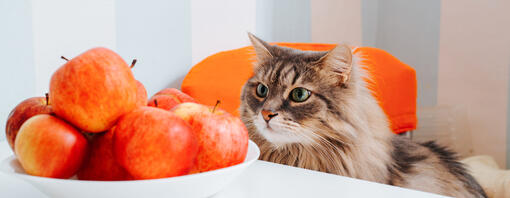 Can Cats Eat Apples? Read Before You Feed | Purina UK