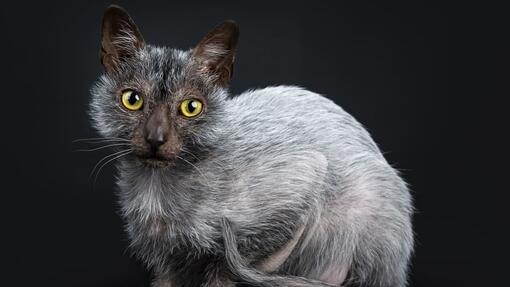 Lykoi Cat Breed Information| Purina