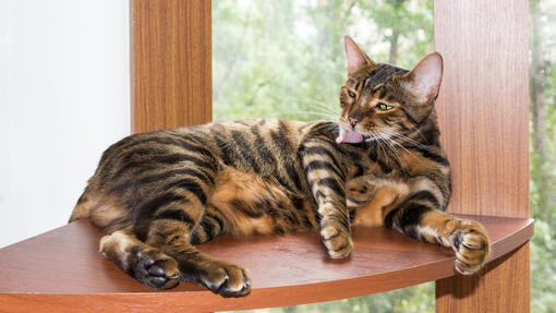 Toyger