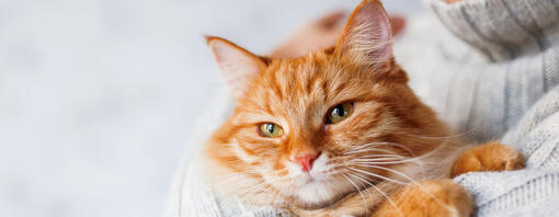 10 Yellow Cats with Bright & Stunning Looks | Purina UK