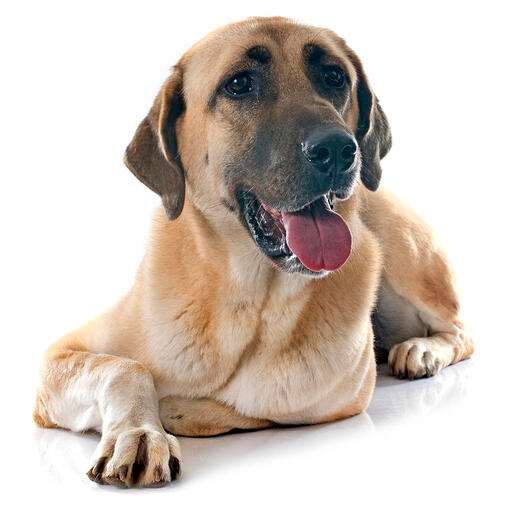 Anatolian Shepherd Dog Breed
