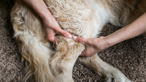 Cruciate Ligament in Dogs: What Is It? | Purina UK