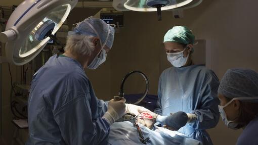 Cruciate Ligament in Dogs: What Is It? | Purina UK