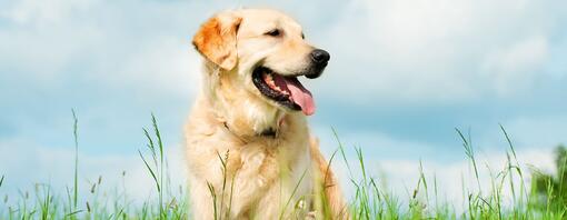 Purina | 10 Yellow Dog Breeds You’ll Totally Adore
