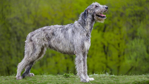 10 Grey Dog Breeds You’ll Want in Your Life ASAP | Purina UK