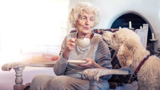 10 Best Therapy Dogs for Affection & Comfort | Purina UK