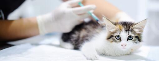 Antibiotics for Cats: Types and Possible Side Effects | Purina UK