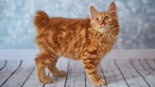 9 Cats with No Tails (or Short Ones) You’ll Want to Meet | Purina UK