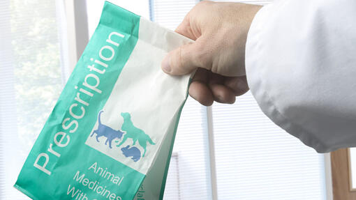 “Steroids for Dogs: Find Out If They're a Safe | Purina