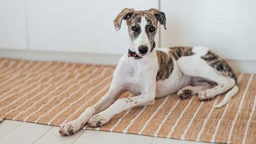Lurcher Dog Breed Information | Purina