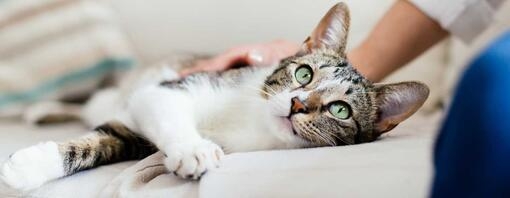 Eye Drops for Cats: When & How to Administer Them | Purina UK